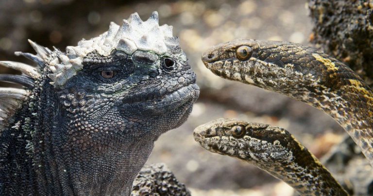 Planet Earth II most popular BBC iPlayer show